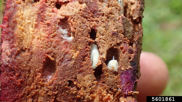 West Indian sweetpotato weevil (Euscepes postfasciatus (Fairmaire, 1849))