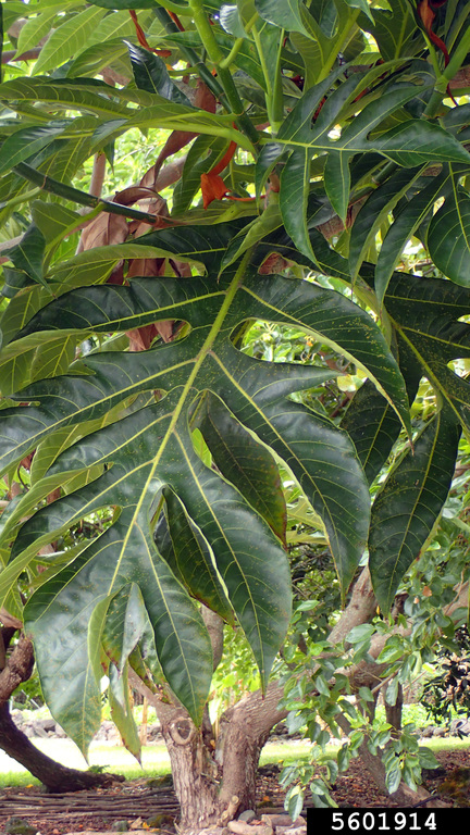 Artocarpus Altilis Fosberg Breadfruit Collection : USDA ARS