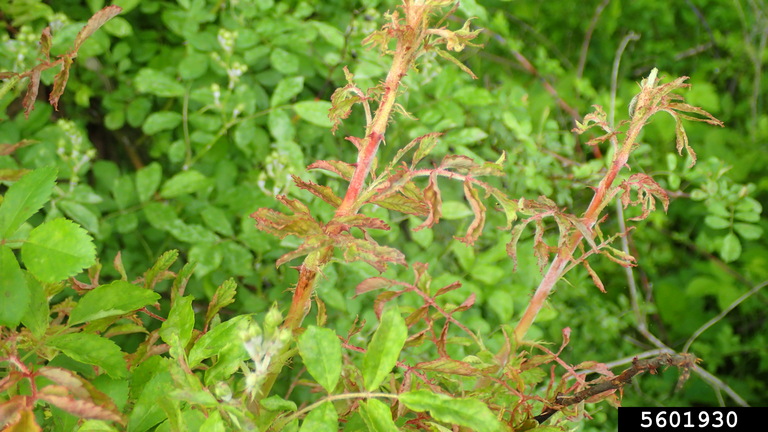 Rose rosette virus (RRV) (Emaravirus Rose rosette virus)