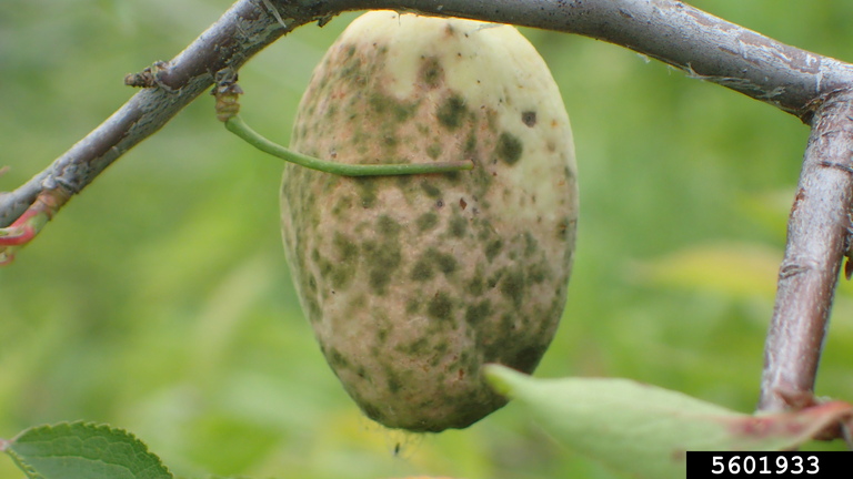 leaf curl (Taphrina communis)