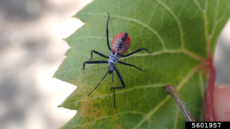 wheel bug (Arilus cristatus (Linnaeus))