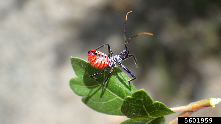 wheel bug (Arilus cristatus (Linnaeus))