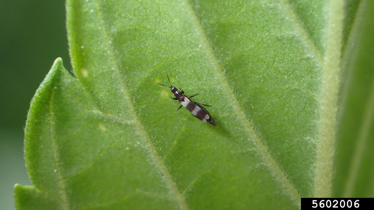 banded thrips (Genus Aeolothrips)