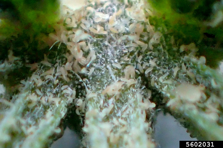 hemp russet mite (Aculops cannabicola (Farkas))