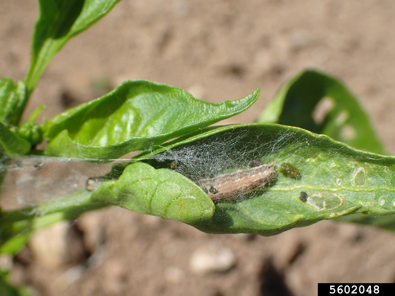 alfalfa webworm (Loxostege cereralis (Zeller))