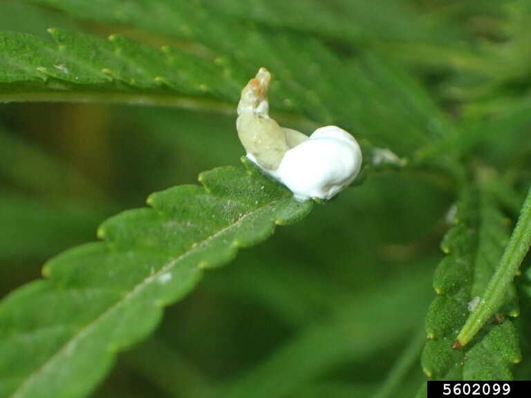 hemp/marijuana (sativa) (Cannabis sativa L)