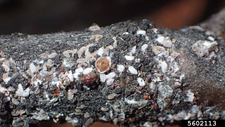 European elm scale (Gossyparia spuria Modeer 1778)