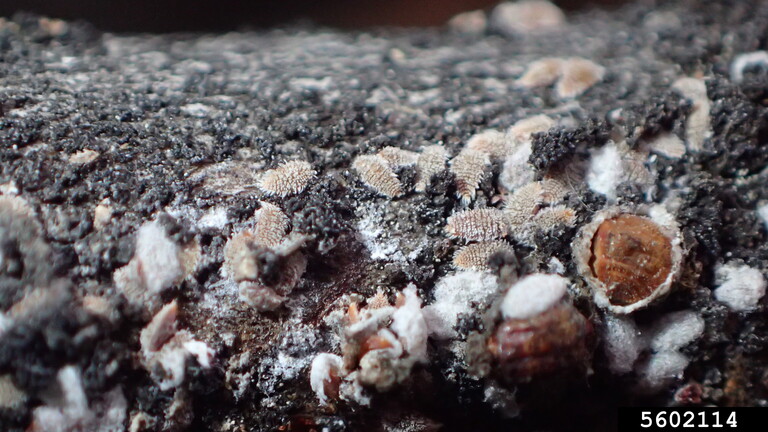 European elm scale (Gossyparia spuria Modeer 1778)