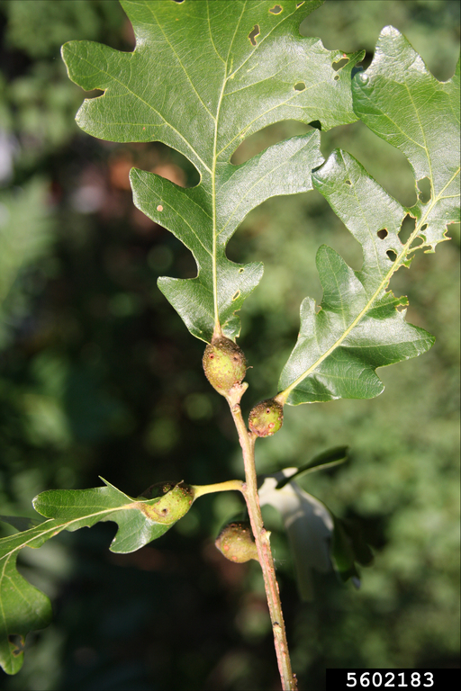 oak petiole gall wasp (Andricus quercuspetiolicola)
