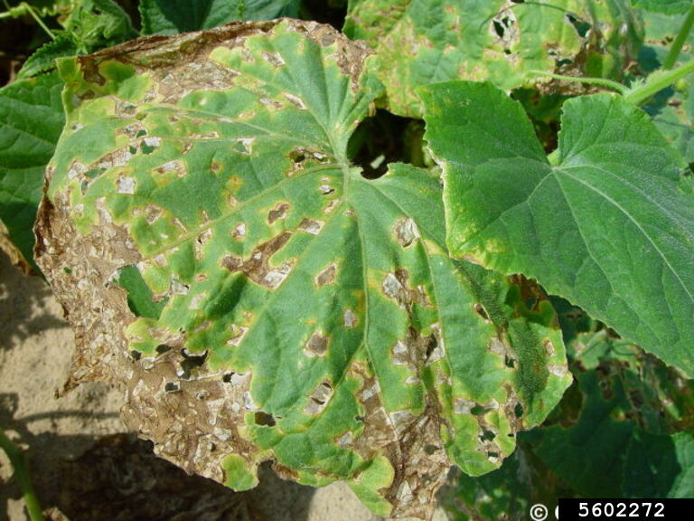 angular leaf spot of cucumber (Pseudomonas syringae pv. lachrymans)
