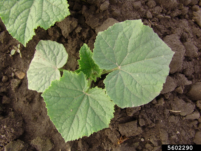 cucumber (Cucumis sativus)