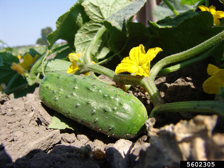 cucumber (Cucumis sativus)