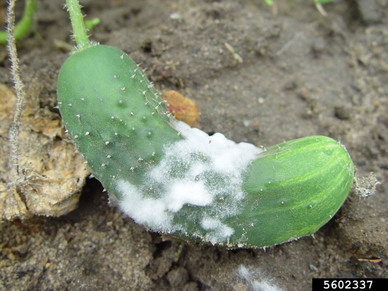 cucurbit downy mildew (Pseudoperonospora cubensis)