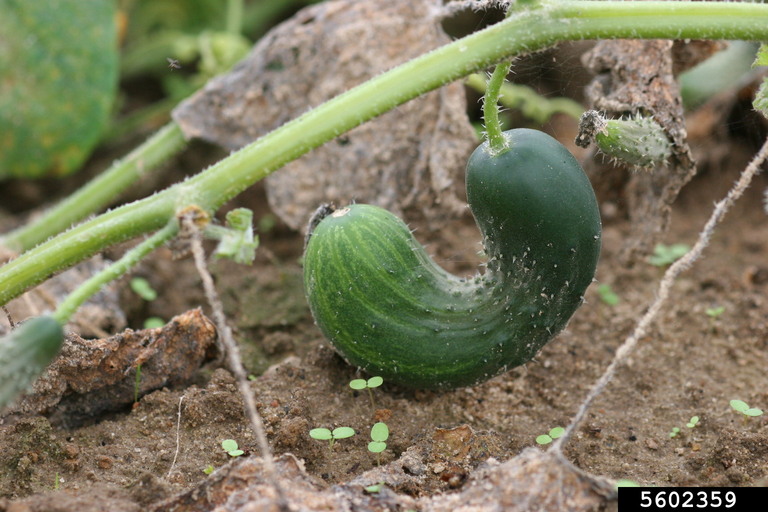 cucurbit downy mildew (Pseudoperonospora cubensis (Berk. & M.A. Curtis ...