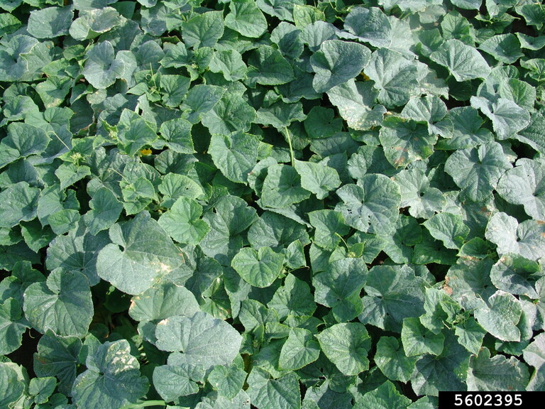 cucumber (Cucumis sativus L.)