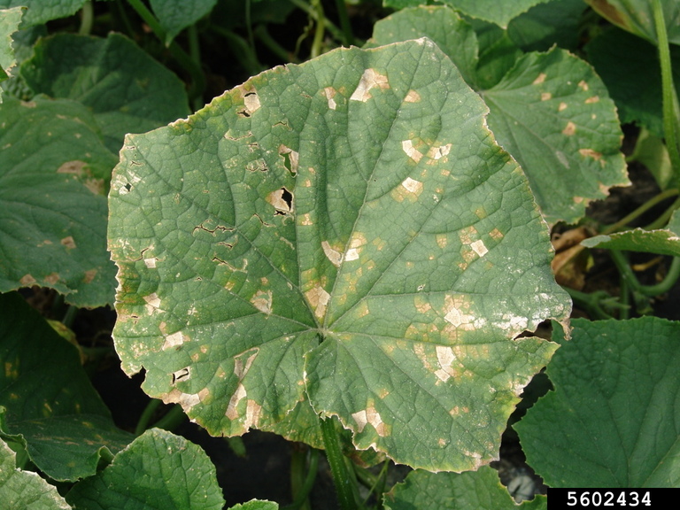 cucurbit downy mildew (Pseudoperonospora cubensis)