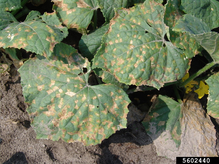 cucurbit downy mildew (Pseudoperonospora cubensis)