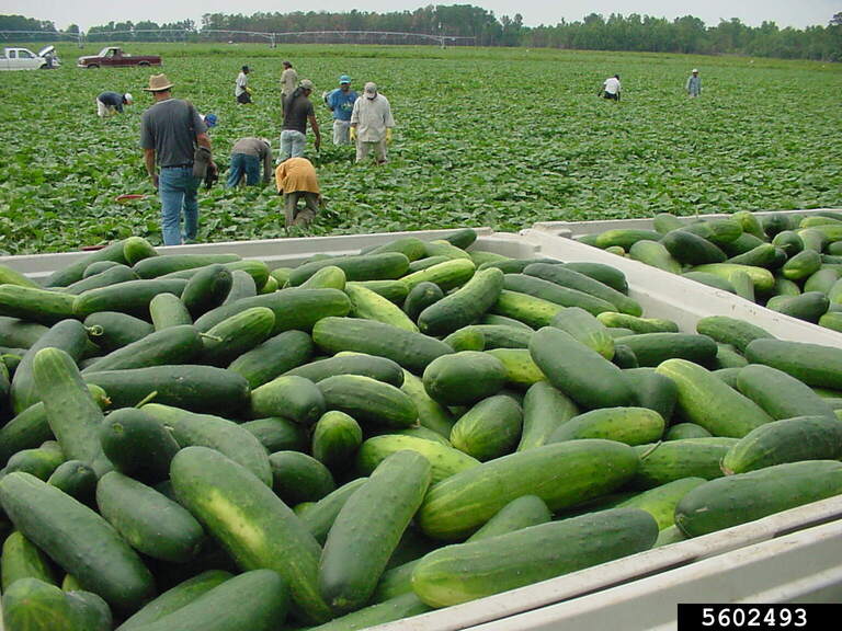 cucumber (Cucumis sativus L.)