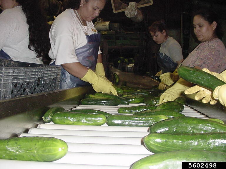 cucumber (Cucumis sativus L.)