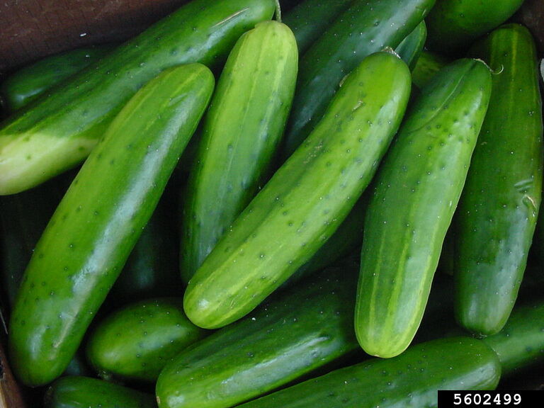 cucumber (Cucumis sativus L.)