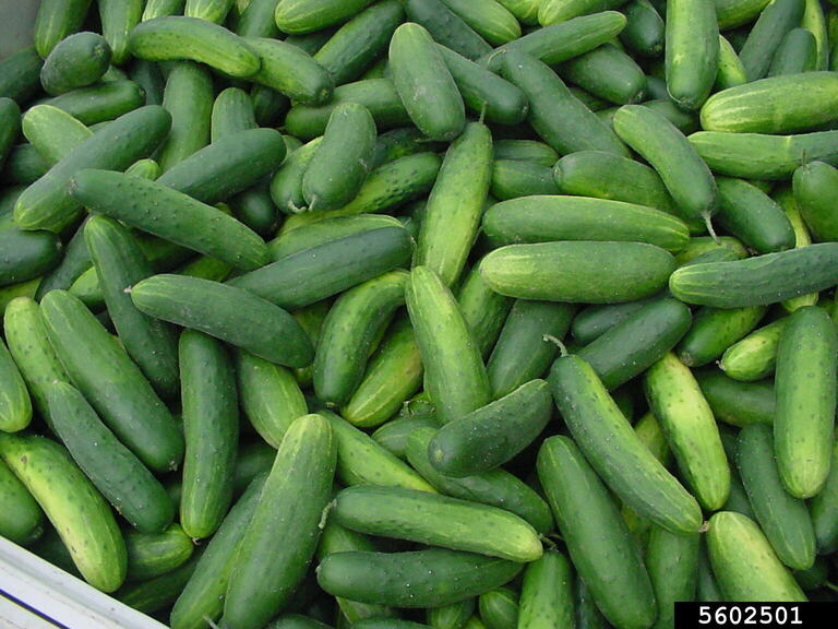 cucumber (Cucumis sativus)