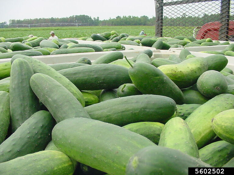 cucumber (Cucumis sativus)