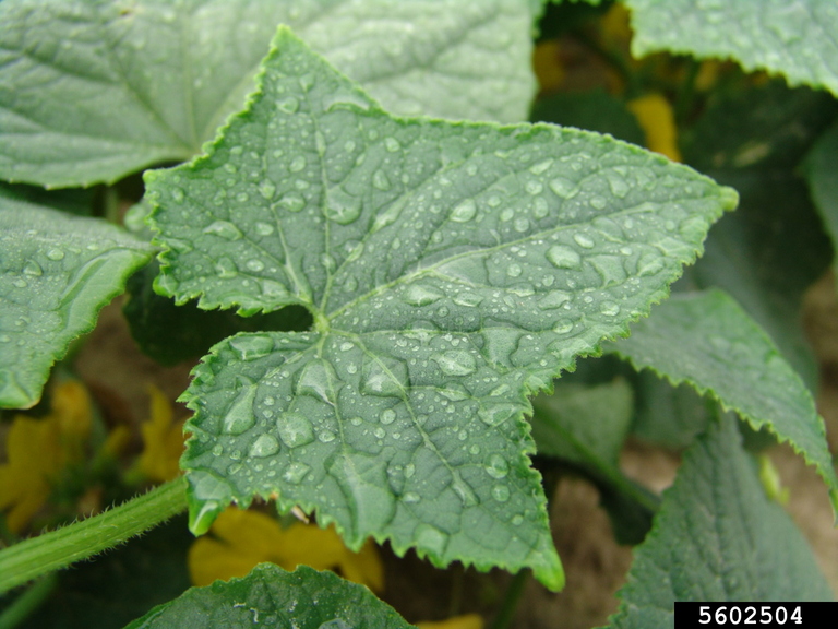cucumber (Cucumis sativus L.)
