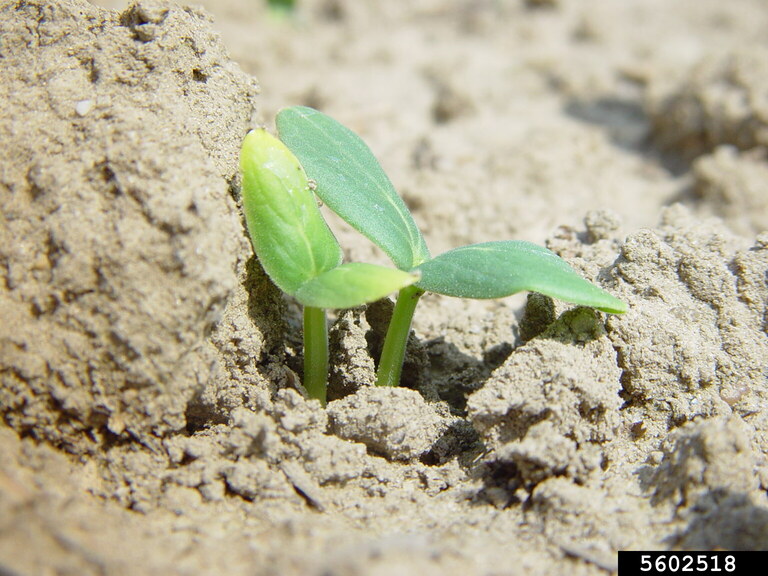 cucumber (Cucumis sativus L.)