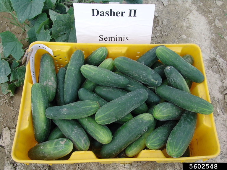 cucumber (Cucumis sativus ) on cucumber (Cucumis sativus ) - 5602548
