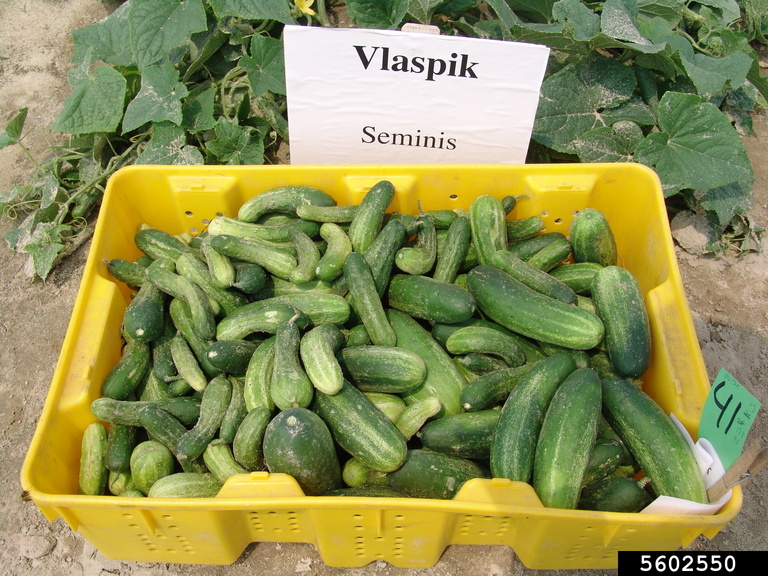 cucumber (Cucumis sativus)