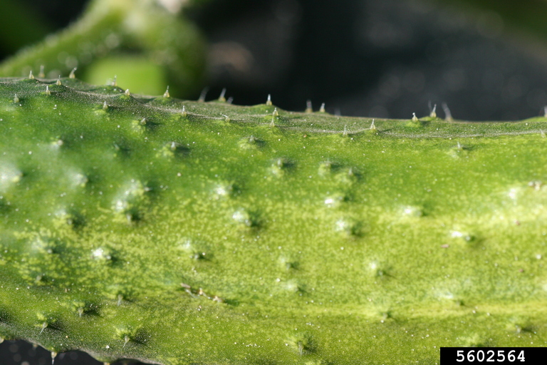cucumber (Cucumis sativus L.)