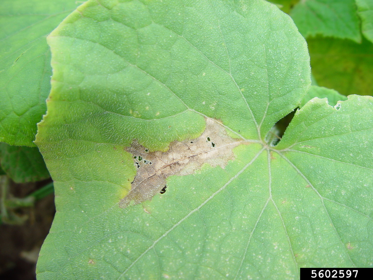 Phytophthora blight (Phytophthora capsici)