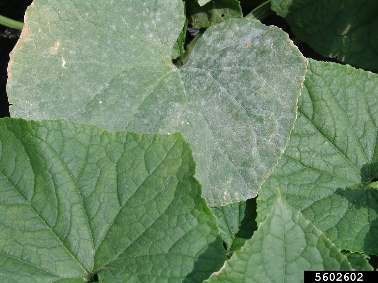 powdery mildew (Podosphaera xanthii)