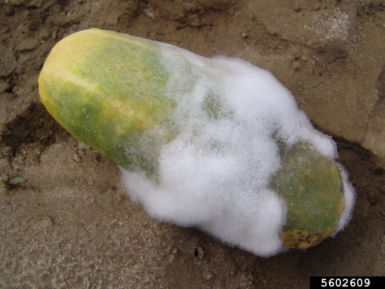 Pythium diseases (Genus Pythium Pringsh.)