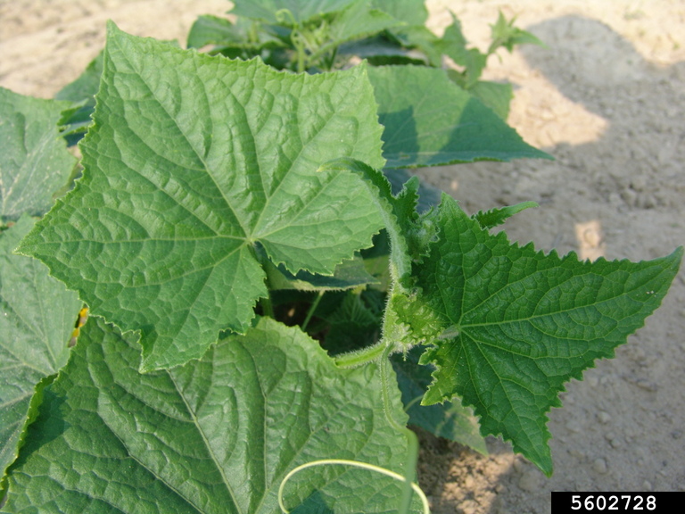 cucumber (Cucumis sativus)