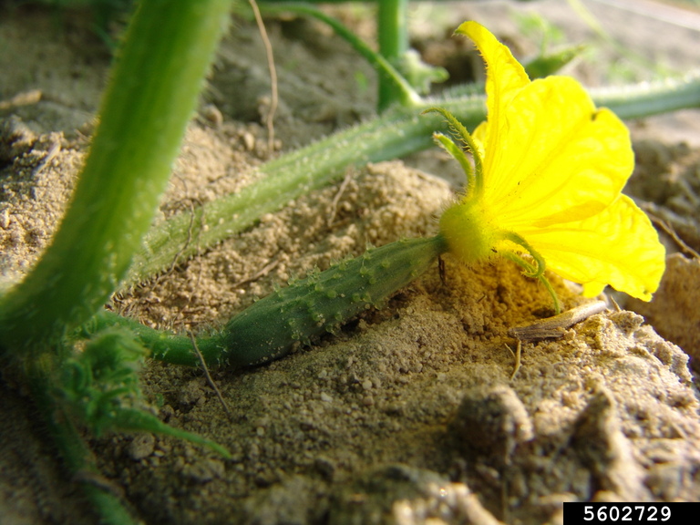 cucumber (Cucumis sativus)