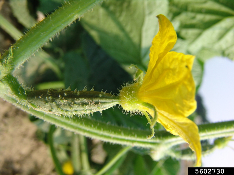 cucumber (Cucumis sativus L.)