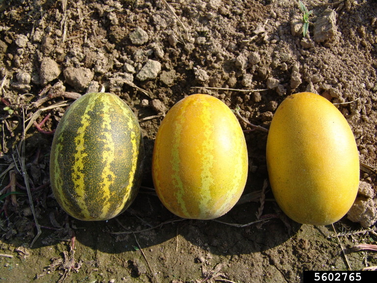 melon (Cucumis melo L)
