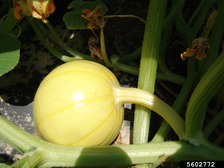 winter squash, Cucurbita maxima (Violales: Cucurbitaceae) - 5602772