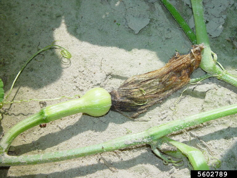Choanephora fruit rot (Choanephora cucurbitarum (Berk. & Ravenel) Thaxt.)