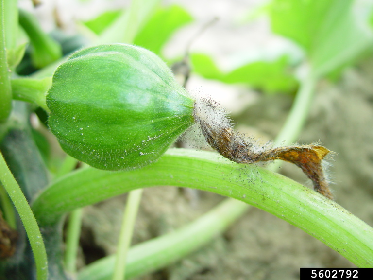 Choanephora fruit rot (Choanephora cucurbitarum (Berk. & Ravenel) Thaxt.)