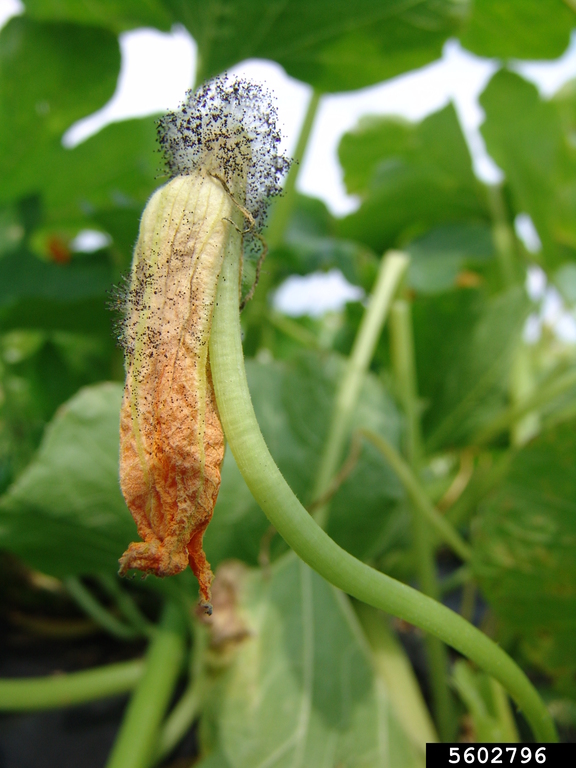 Choanephora fruit rot (Choanephora cucurbitarum (Berk. & Ravenel) Thaxt.)