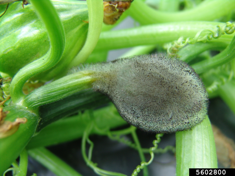 Choanephora fruit rot (Choanephora cucurbitarum (Berk. & Ravenel) Thaxt.)