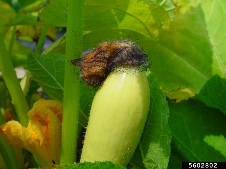 Choanephora fruit rot (Choanephora cucurbitarum (Berk. & Ravenel) Thaxt.)