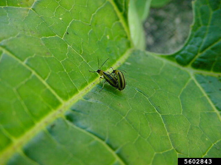 striped cucumber beetle (Acalymma vittatum)