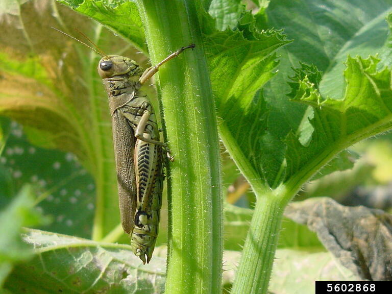 grasshoppers (Order Orthoptera Olivier, 1789)