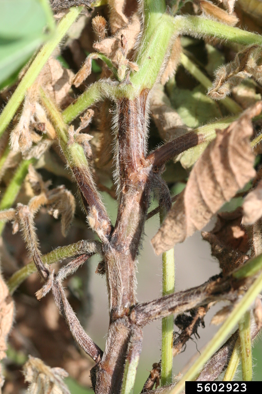 Root and stem rot (Phytophthora sojae)