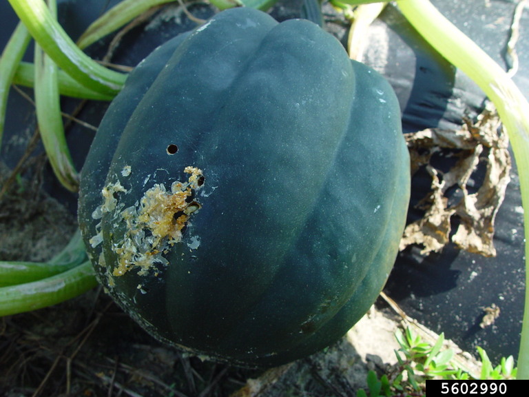 pickleworm (Diaphania nitidalis)