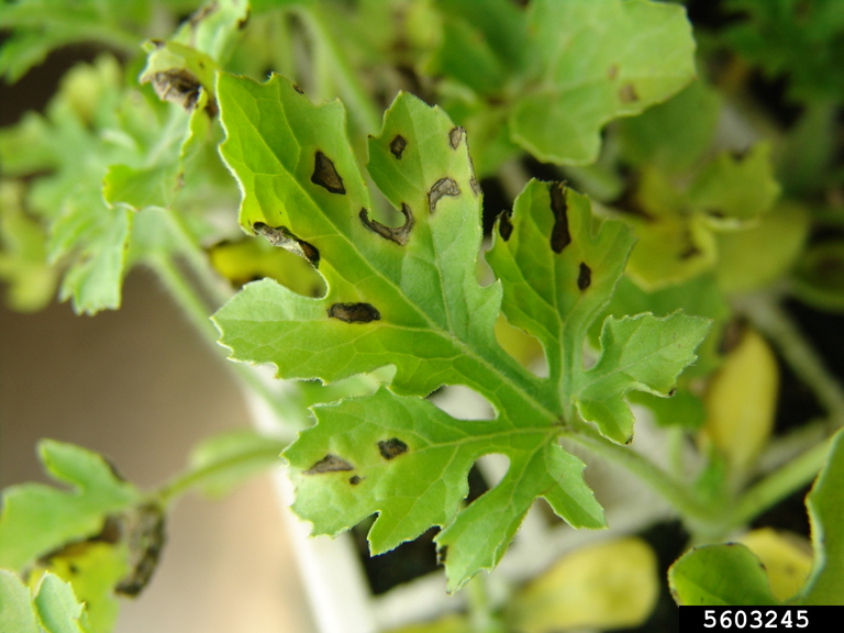bacterial fruit blotch (Acidovorax citrulli (Schaad et al 1978) Schaad ...