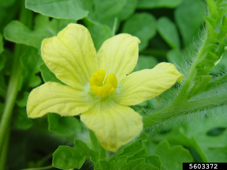 watermelon (Citrullus lanatus)